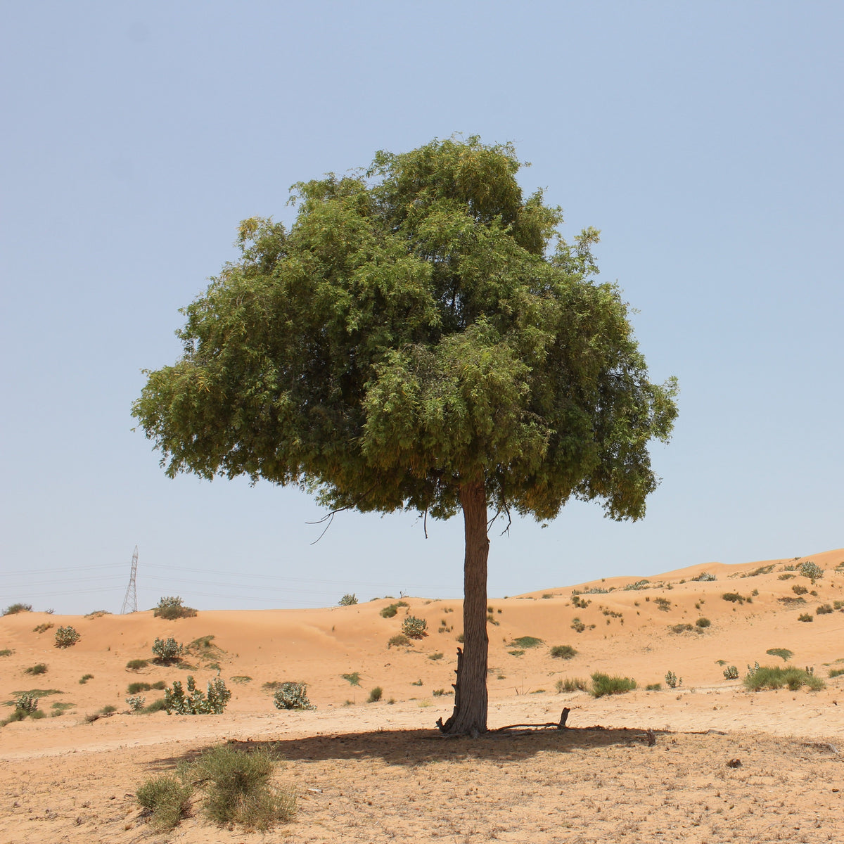 Prosopis Cineraria (Ghaf) National Tree Of UAE — Finecity Landscape