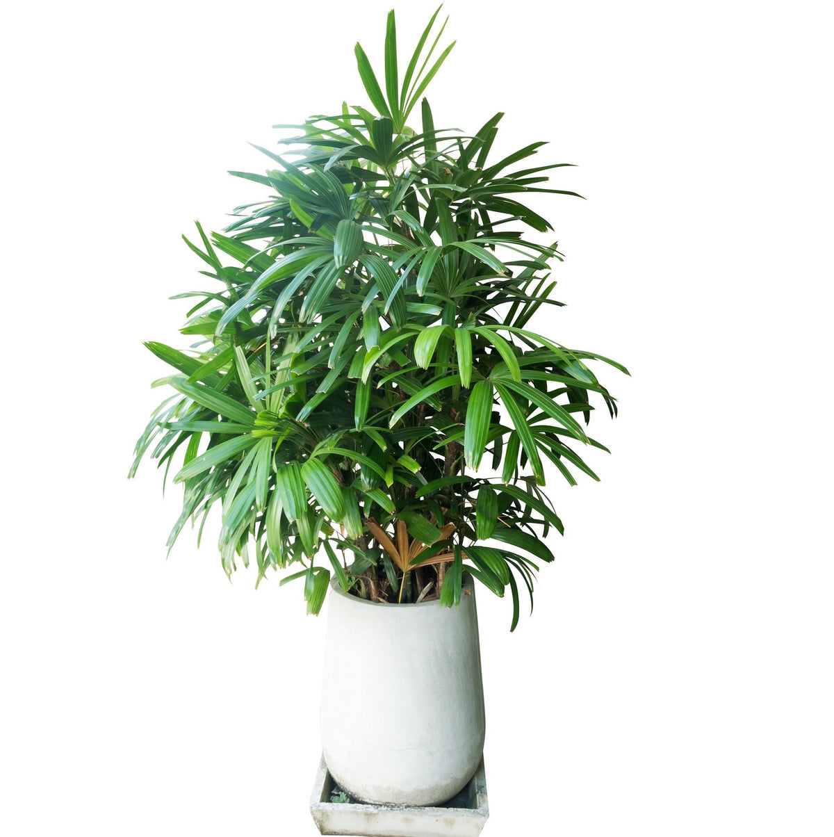 Rhapis Excelsa (Broadleaf Lady Palm/Bamboo Palm) — Finecity Landscape