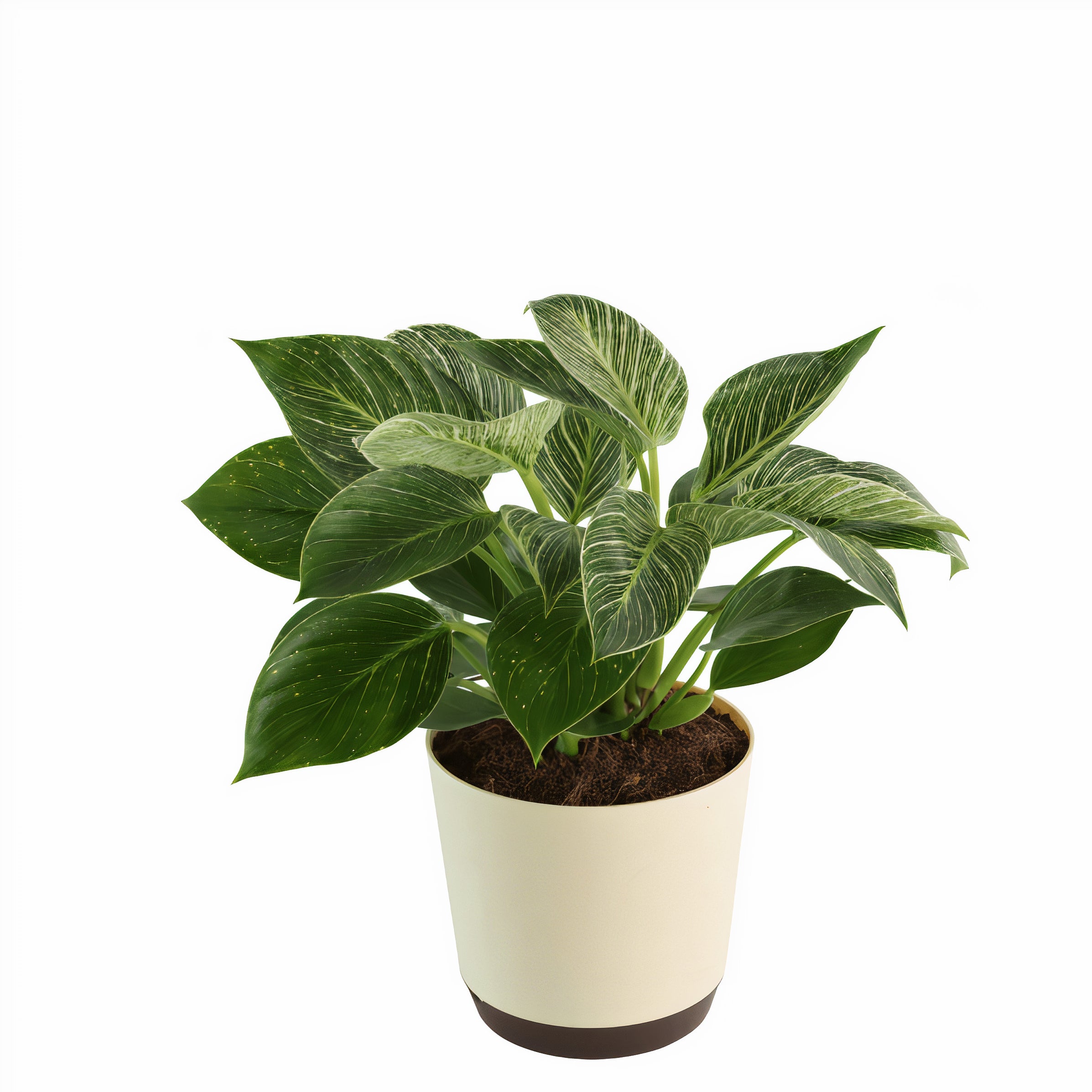 Philodendron “Birkin” — Finecity Landscape