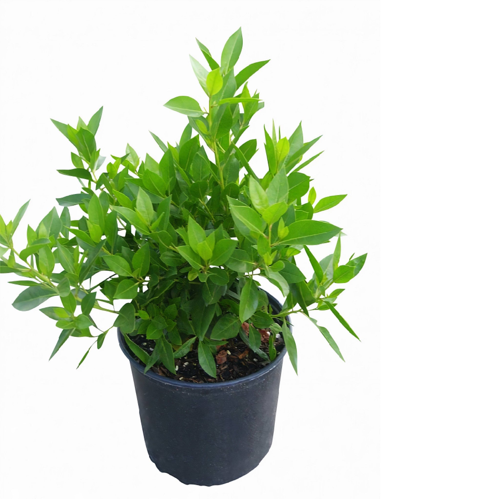 Damas Tree| Conocarpus Erectus (Buttonwood/Button Mangrove) — Finecity ...