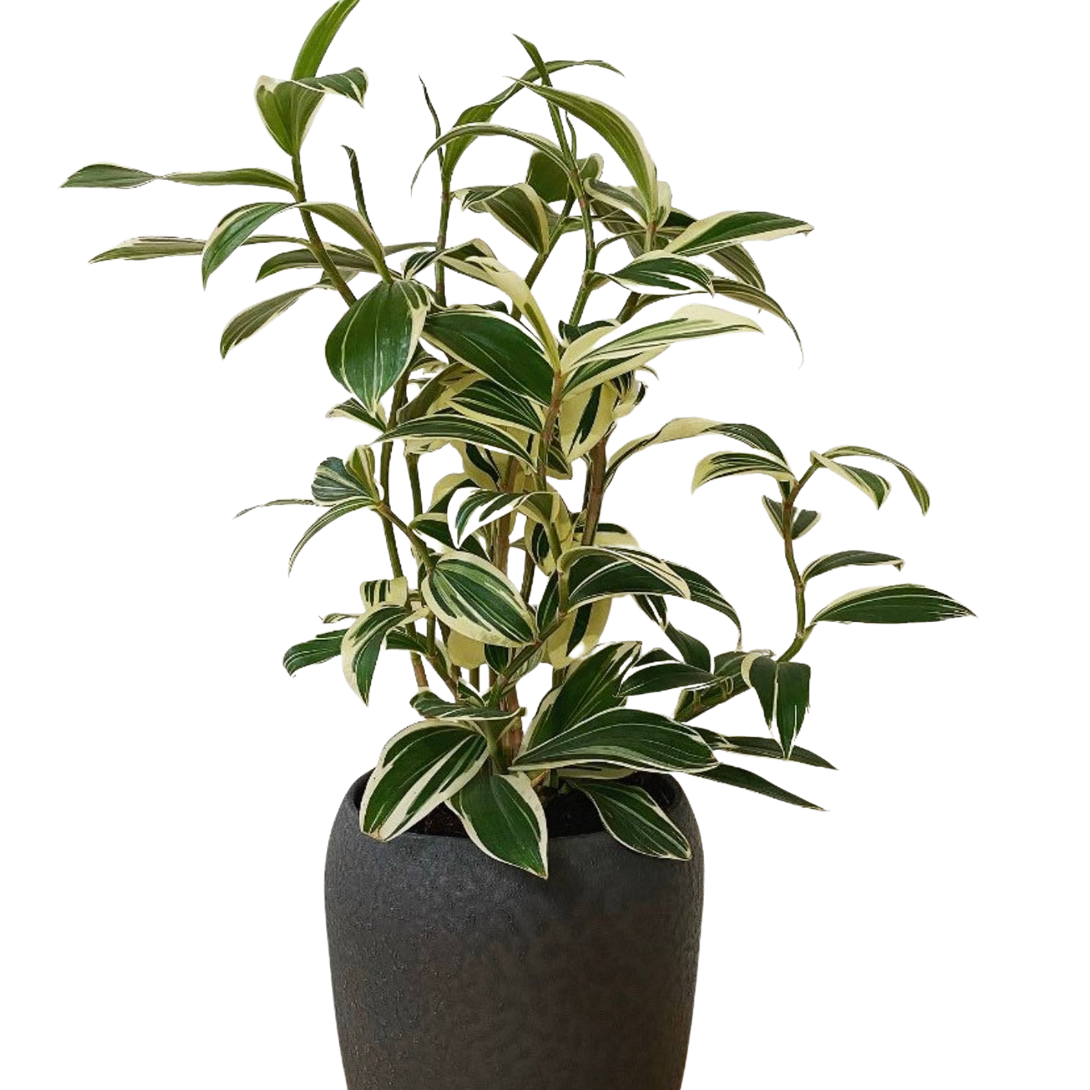 Costus Arabicus "Variegated Spiral Ginger" — Finecity Landscape