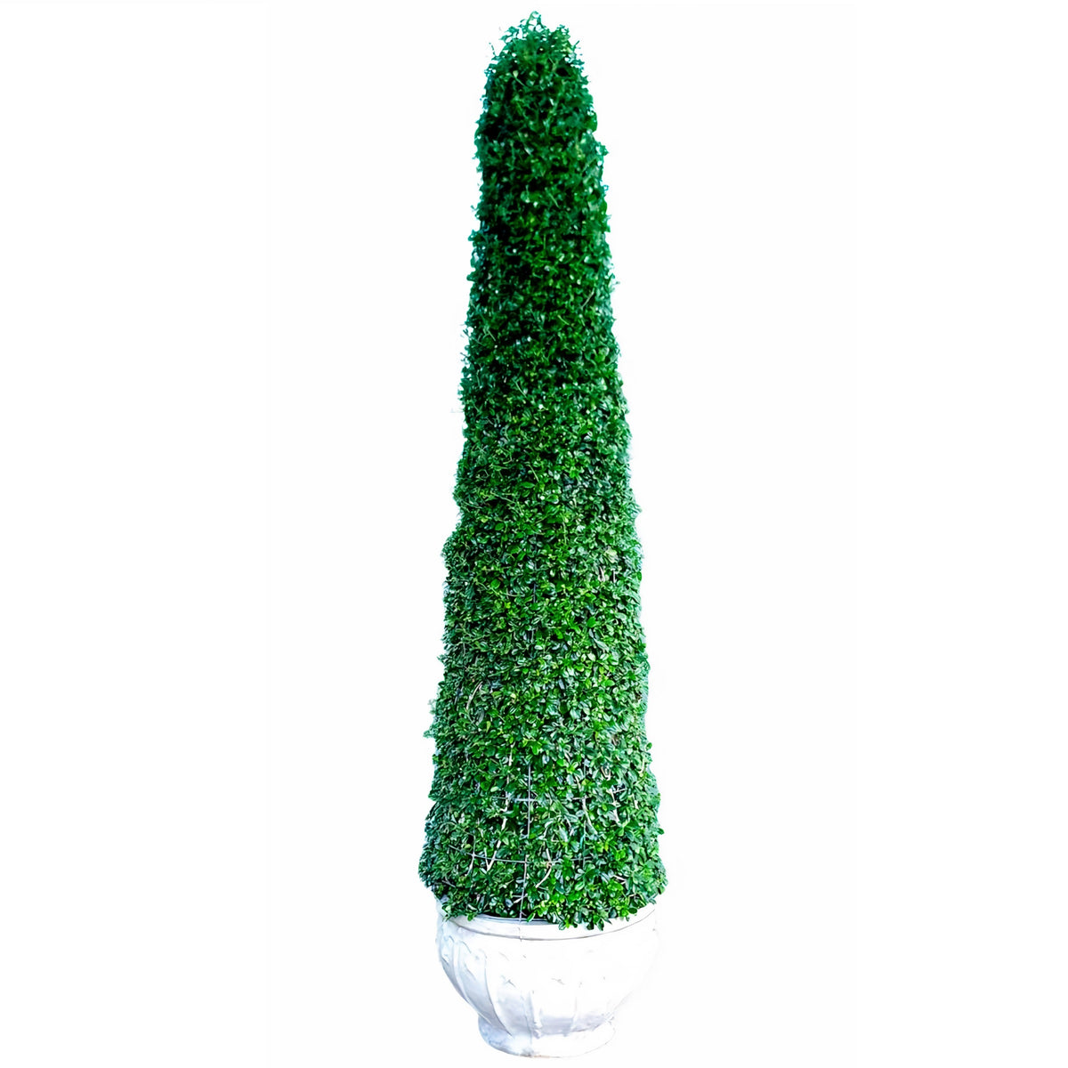 Ficus Panda (Cone Shaped) — Finecity Landscape